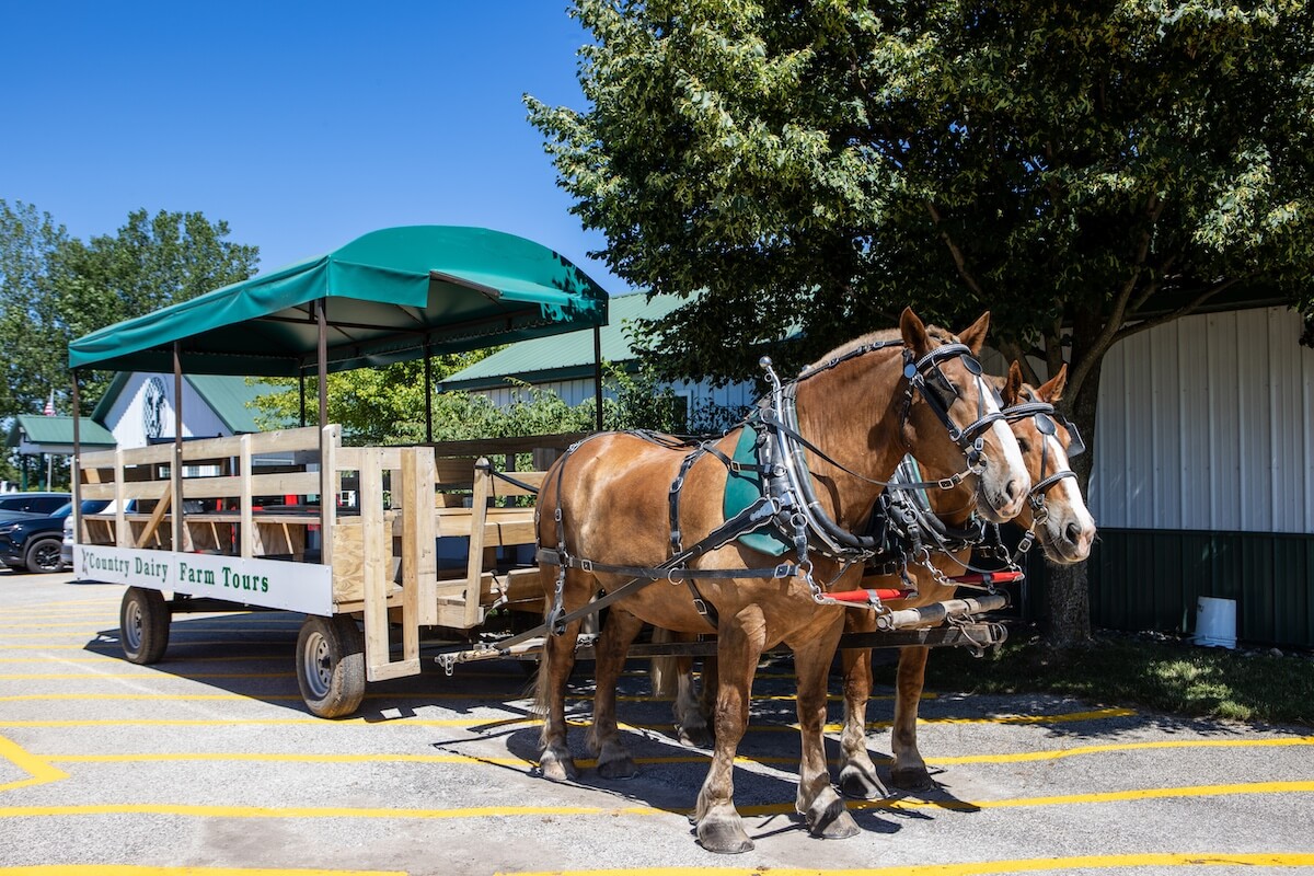 Tours - Country Dairy